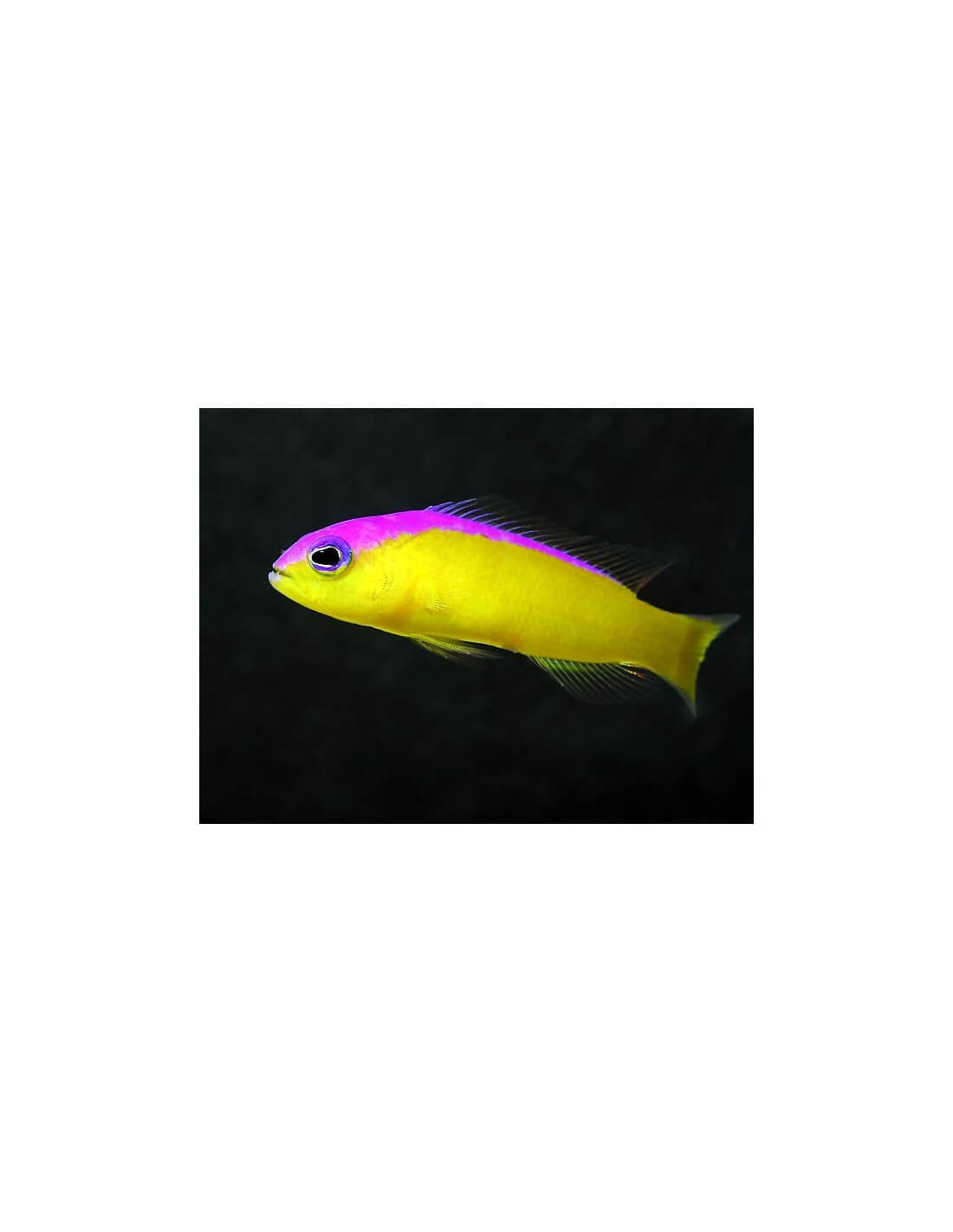 Purple stripe Dottyback (Pictichromis Diadema)