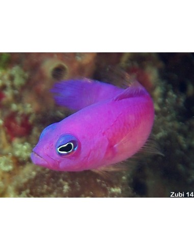 Purple Dottyback (Pseudochromis Porphyreus)
