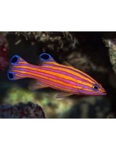 Swiss Guard Basslet (Liopropoma Swalesi)