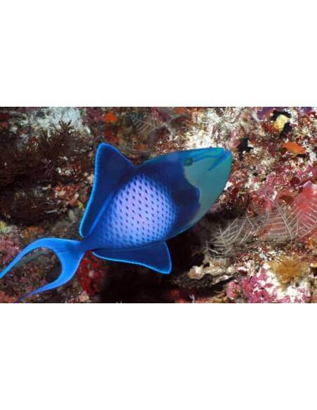 Redtooth Triggerfish Odonus Niger