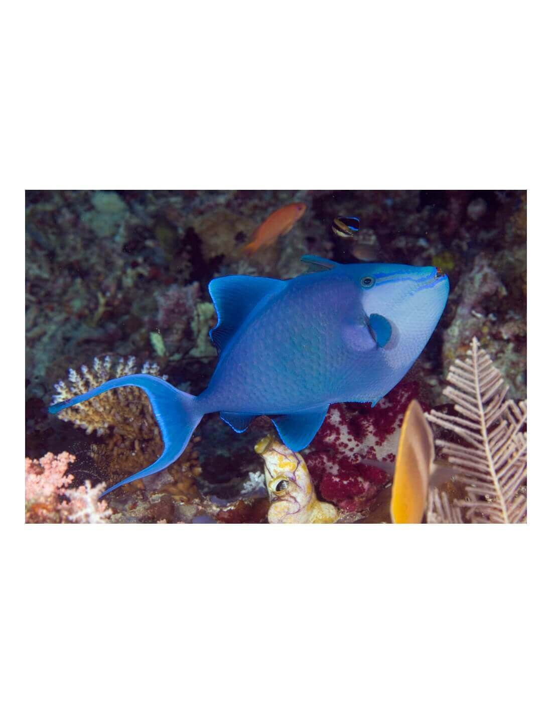 Redtooth Triggerfish Odonus Niger