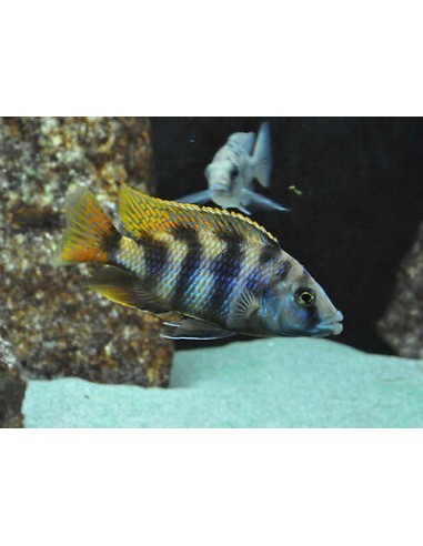 Milomo Super Vc-10 Hap (Placidochromis Milomo )