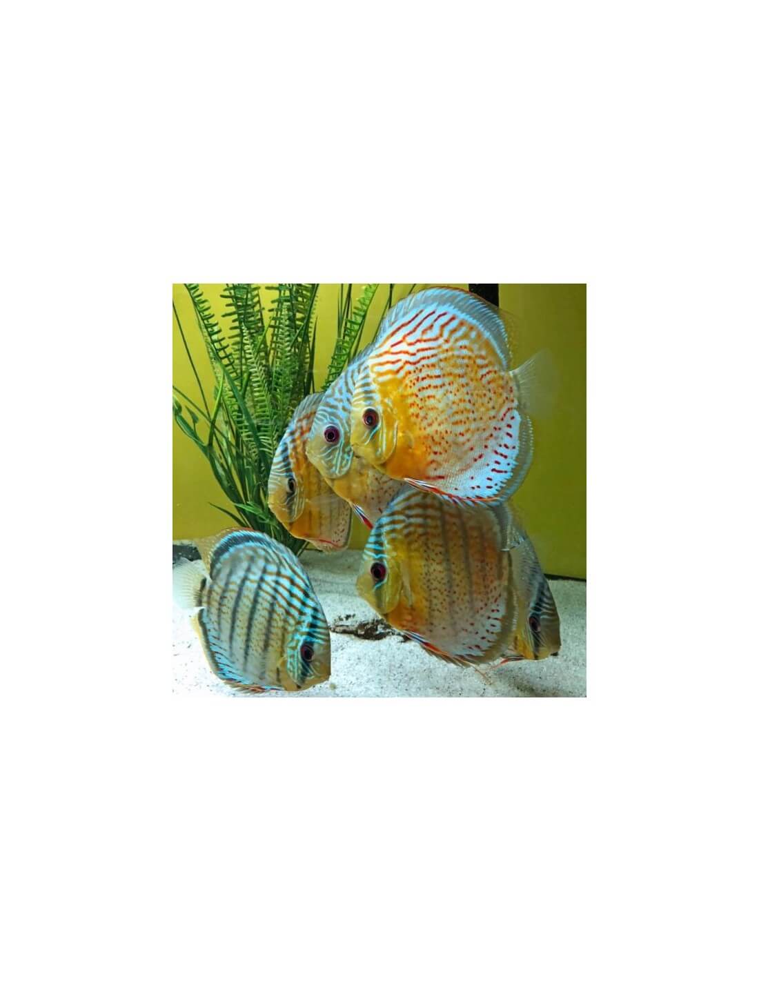 Royal Blue Discus Symphysodon Aequifasciata Photos