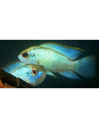 Andinoacara Electric Blue (Andinoacara pulcher)