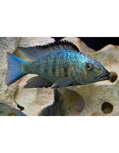 Fossorochromis rostratus
