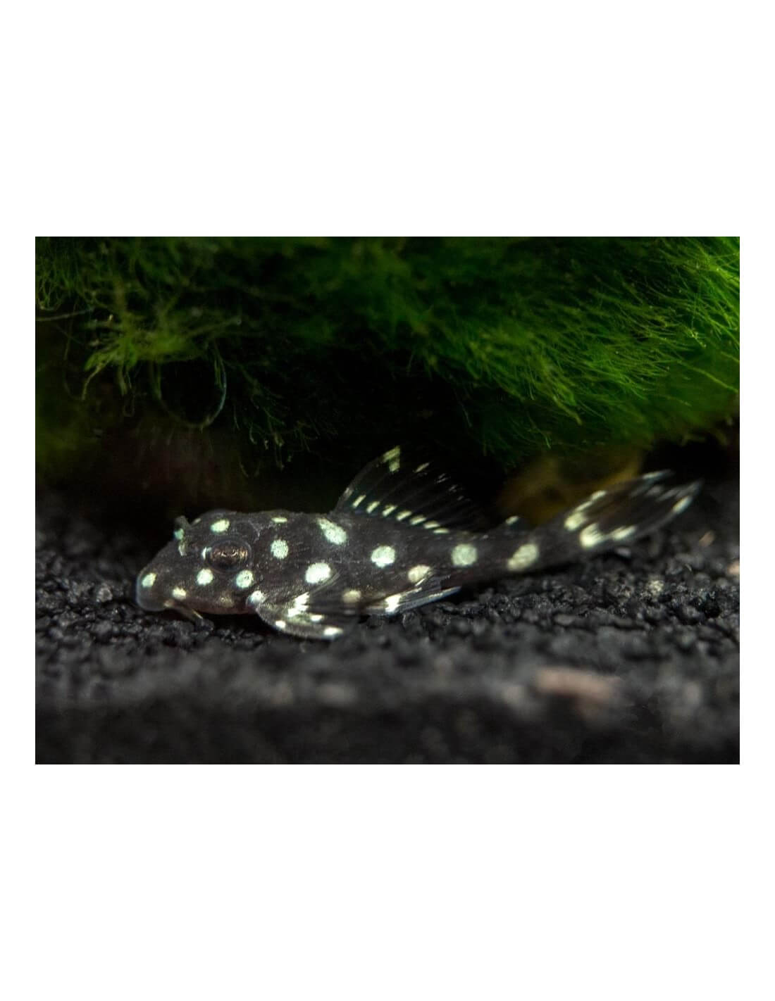 Pleco L471 Big Spot (Hypancistrus Inspector)
