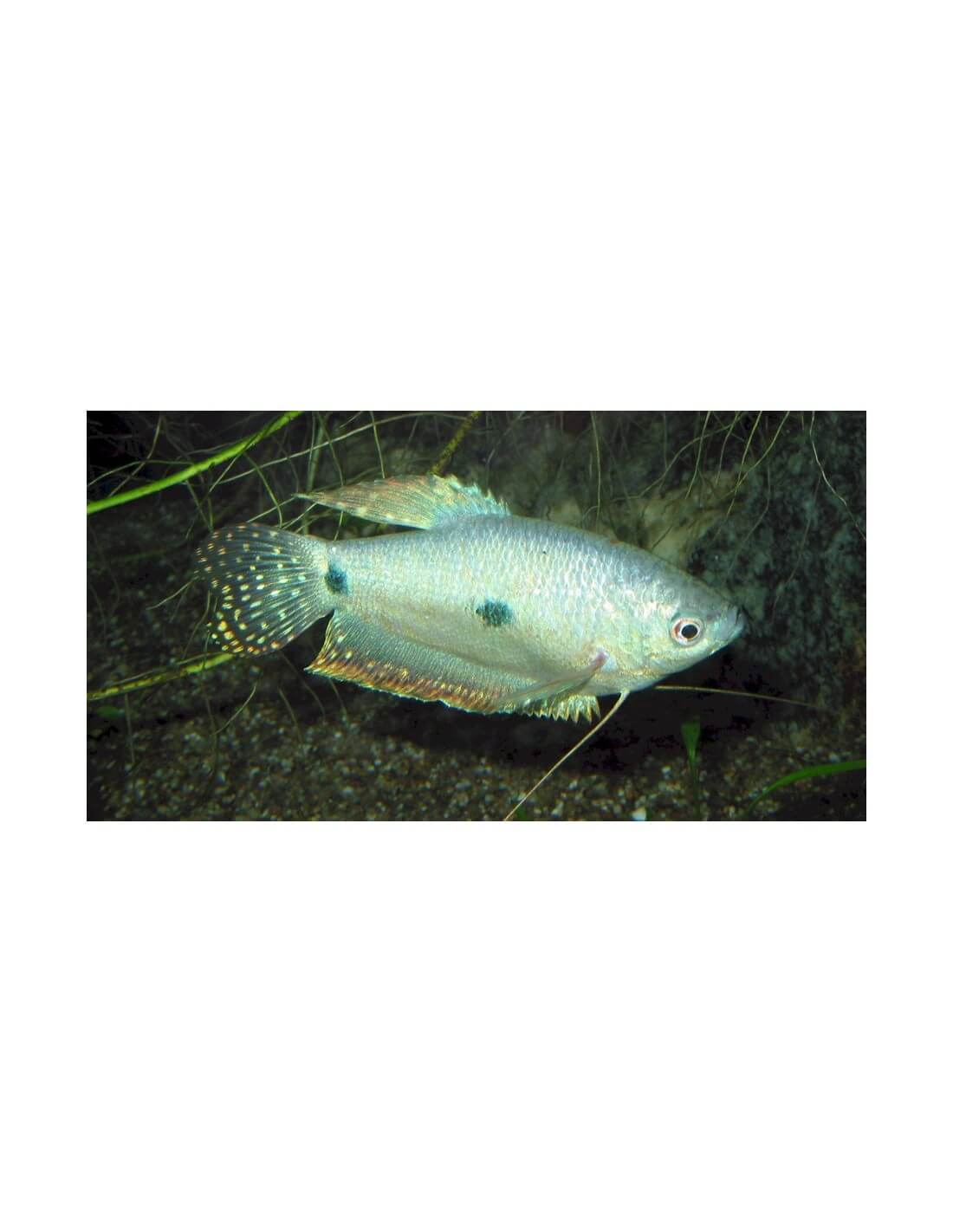 Tricho Azul (Trichogaster trichopterus)