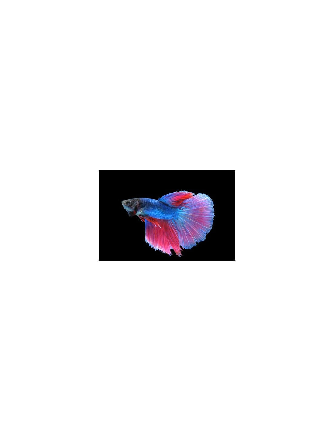 Betta Macho (betta splendens)