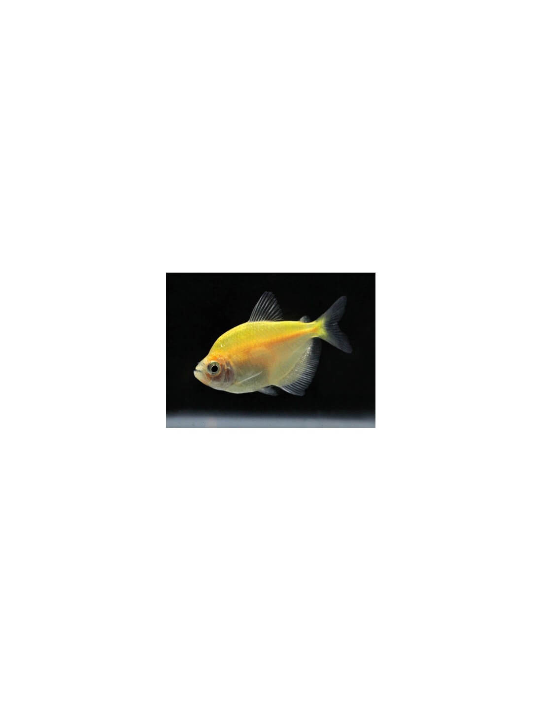 Monjita Amarilla Fluo (Gymnocorymbus Ternetzi)