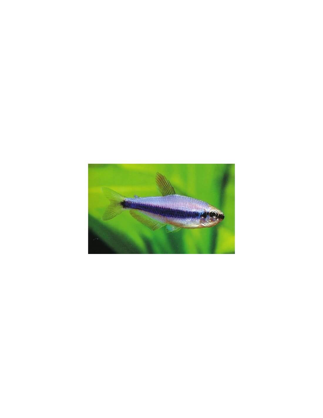 Royal Tetra Blue (Inpaichthys kerri)