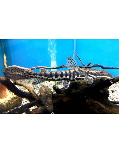 Surubi Tigre (Pseudoplatystoma sp)