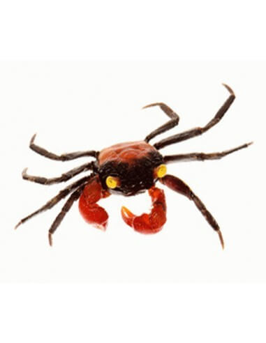 Red Devil Crab (Geosesarma sp)