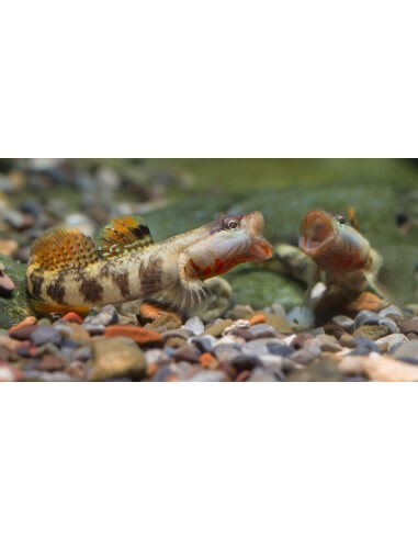 Gobio Dragon (Rhinogobius duospilus)