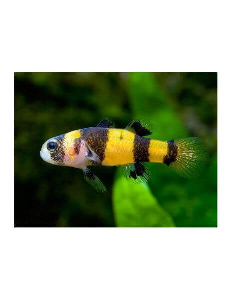 Gobio Avispa (Brachygobius doriae)