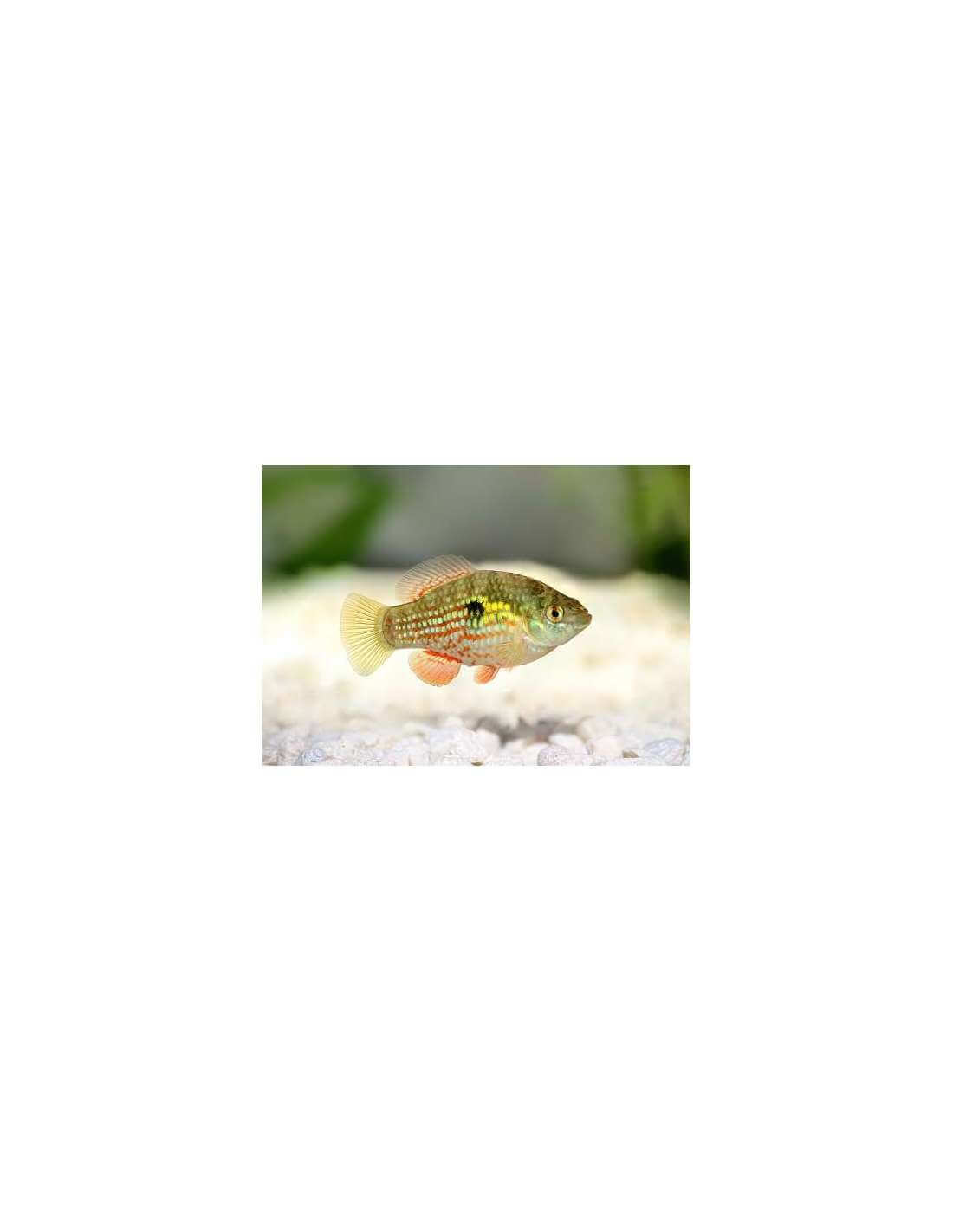 Killi Bandera (Jordanella floridae)