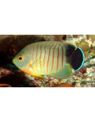 Eibli Angel(Centropyge Eibli)