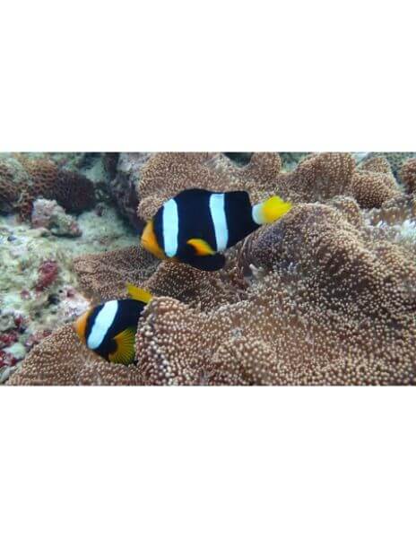 Sri Lanka Sebae Clown Fish (Amphiprion Sebae)