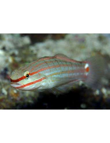 Orange Striped Goby (Amblygobius Decussatus)