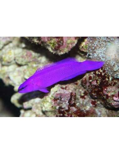 Strawberry (Purple)(Pseudochromis Porphyreus)