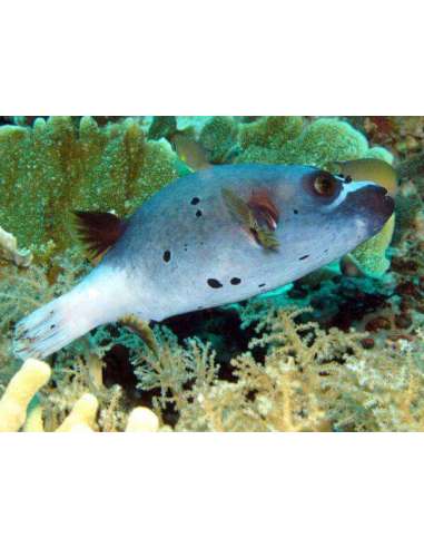 Blue Dog Face Puffer (Arothron Nigropunctatus)