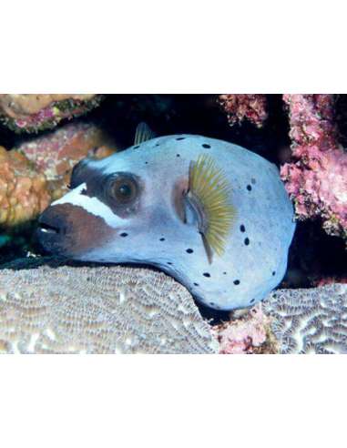 Blue Dog Face Puffer(Arothron Nigropunctatus)