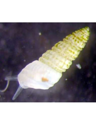 Pyramid Snail (Strombus)