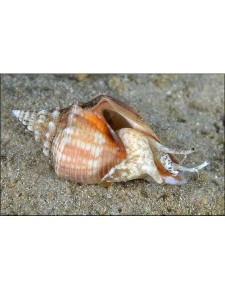 Strombus Snail (Strombus Alatus)