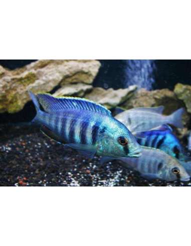 Deep Water Hap (Placidochromis electra)