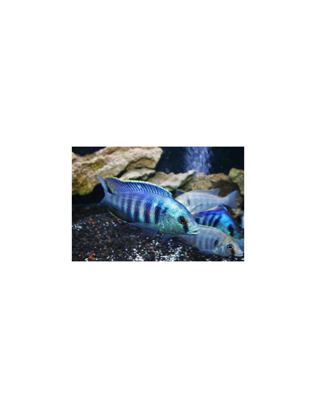 Deep Water Hap (Placidochromis electra)