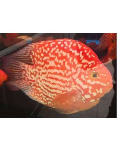 Parrot Red Pearl (Parrot Ptos Dorados) (Parrot X Flower)