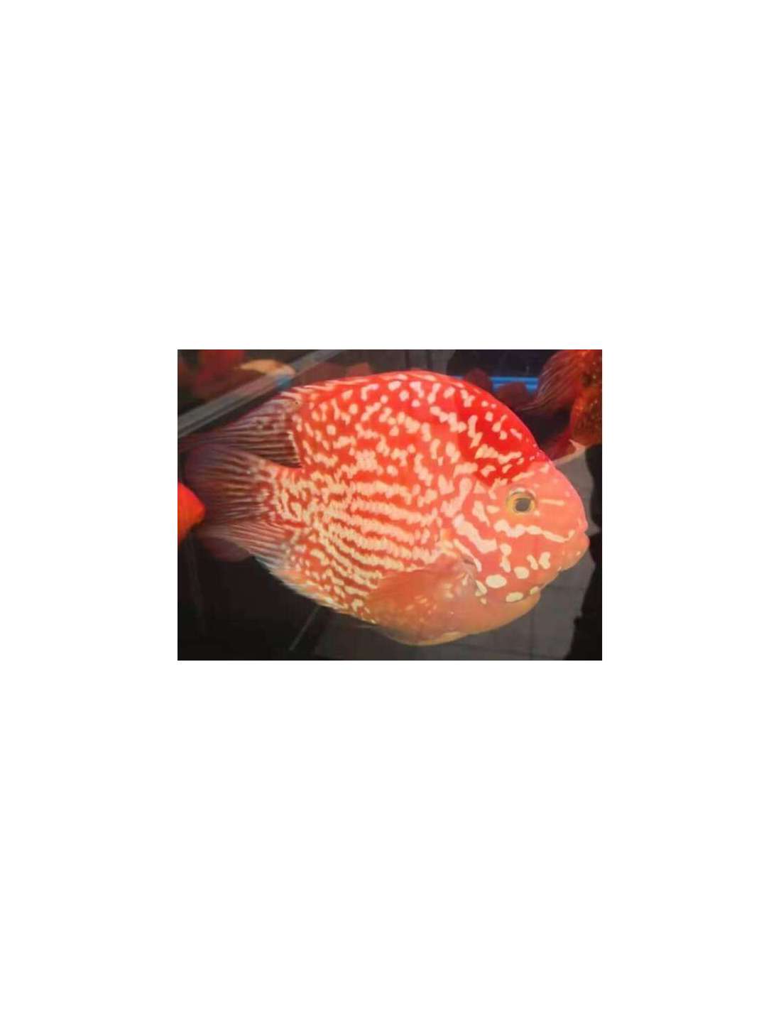 Parrot Red Pearl (Parrot Ptos Dorados) (Parrot X Flower)