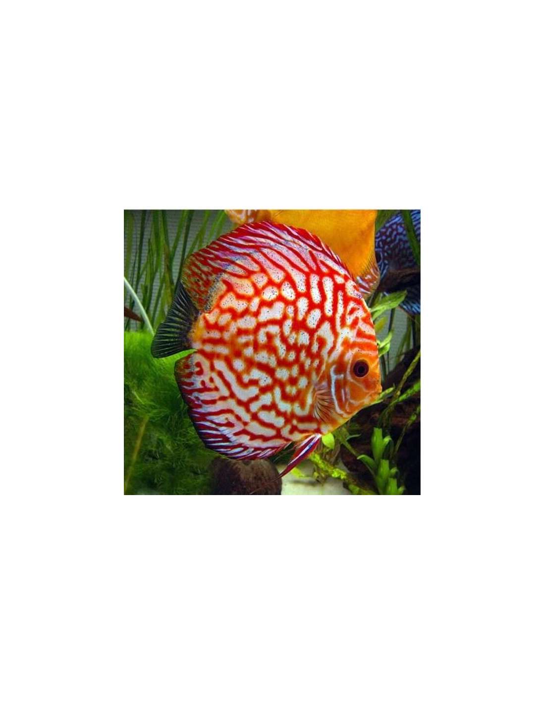 Discus Pigeon (Symphysodon discus)