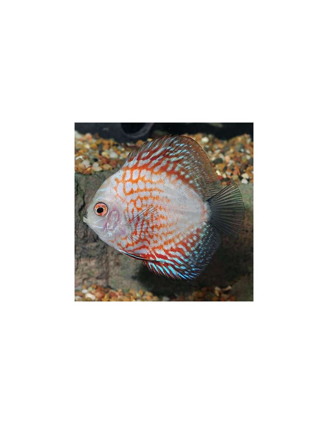 Discus Pigeon (Symphysodon discus)