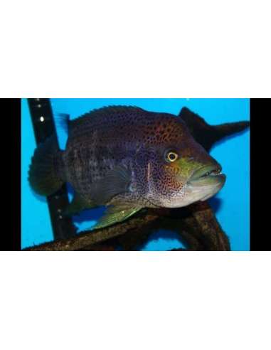 Guapote blanco (Parachromis dovii)