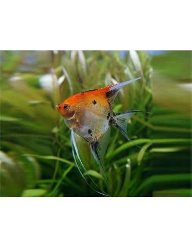 Scalar Red Devil (Pterophyllum scalare)