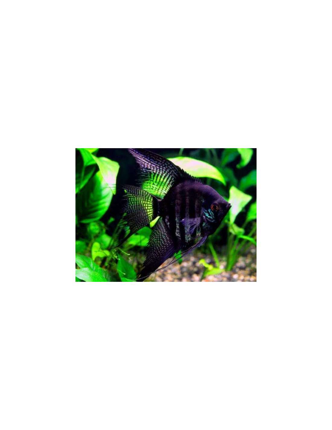 Scalar Smoke Black (Pterophyllum scalare)