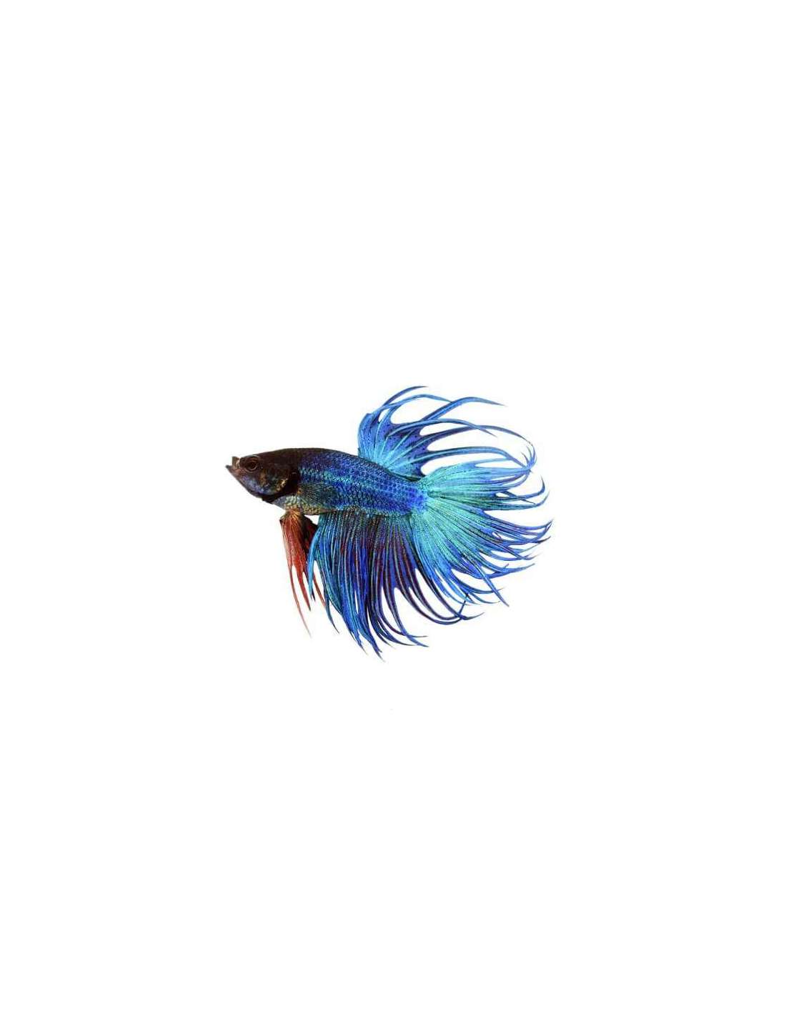 Betta Macho Azul Corona "CrownTail" (Betta Splendens)