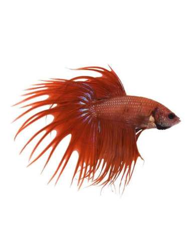 Betta Macho Rojo CrownTail (Betta Splendens)