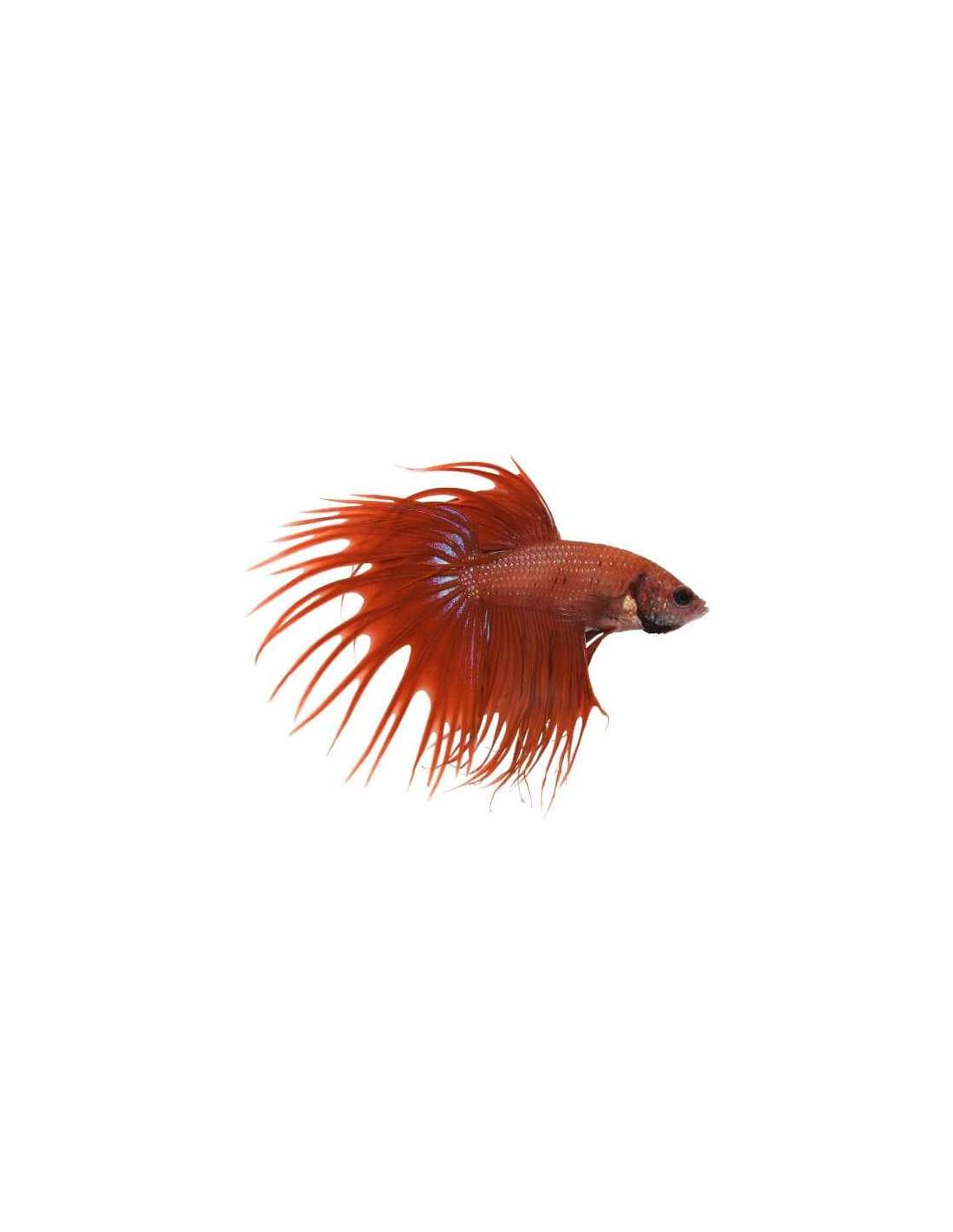 Betta Macho Rojo CrownTail (Betta Splendens)