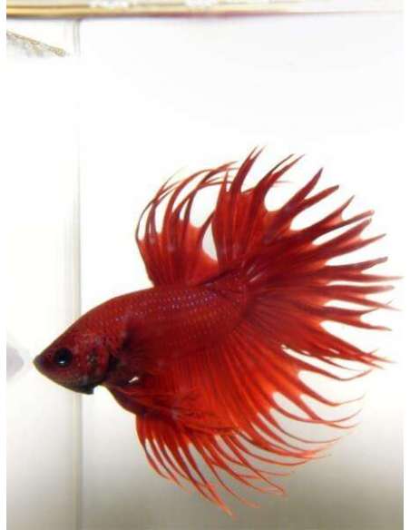 Betta Macho Rojo CrownTail (Betta Splendens)
