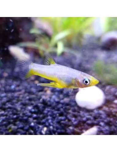 Yellow Metalic Livebearer (Girardinus metallicus)