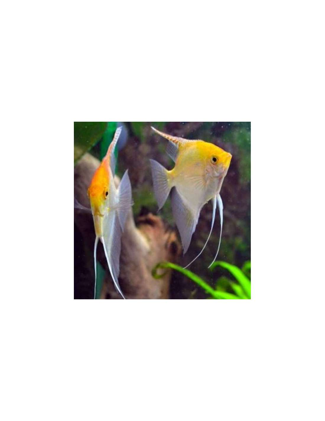 Scalar Gold Red (Pterophyllum scalare)
