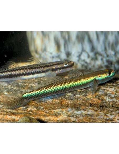 Gobio Blue Neon (Stiphodon semoni)
