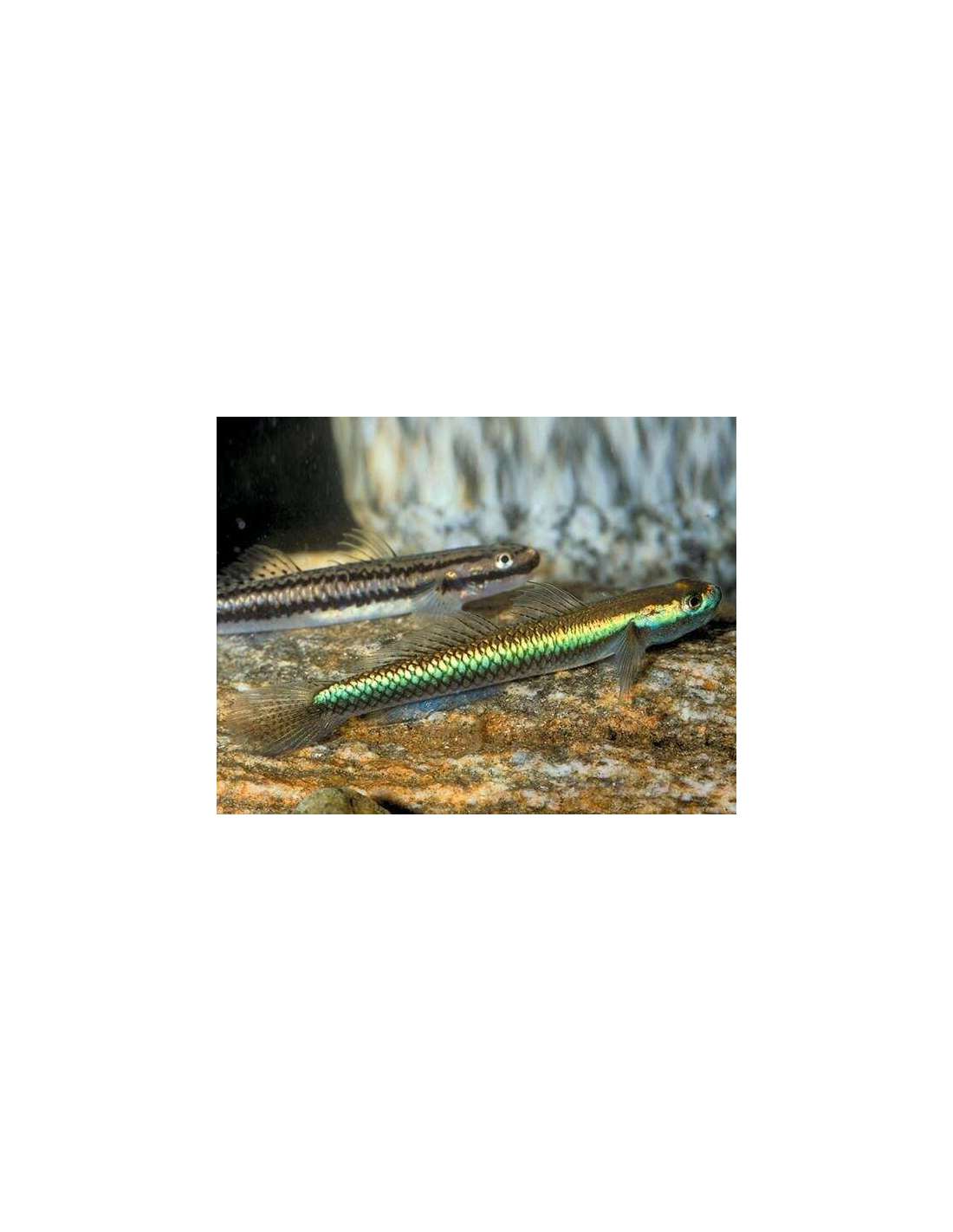 Gobio Blue Neon (Stiphodon semoni)