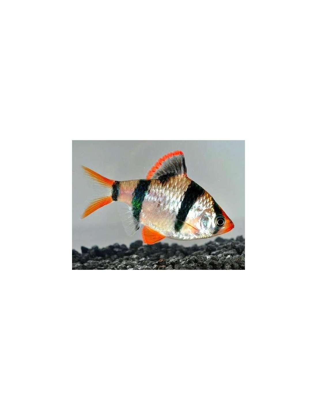 Barbus Tetrazona (Puntigrus tetrazona)