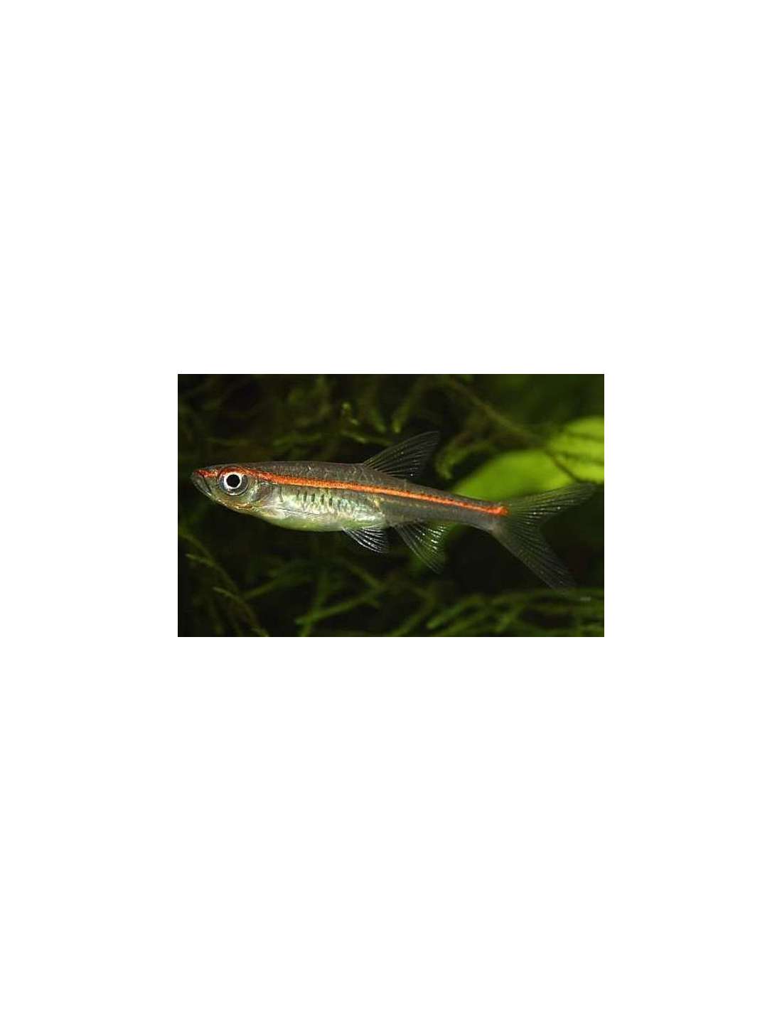 Rasbora red line (Trigonopoma pauciperforatum)