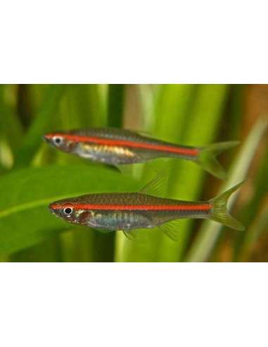 Rasbora red line (Trigonopoma pauciperforatum)