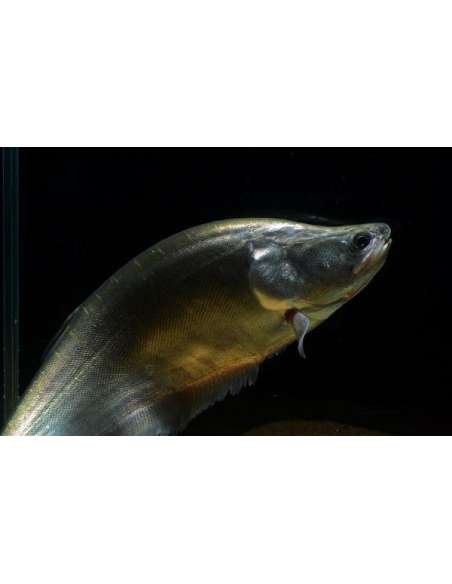 Pez Cuchillo Fantasma (Chitala borneesis)