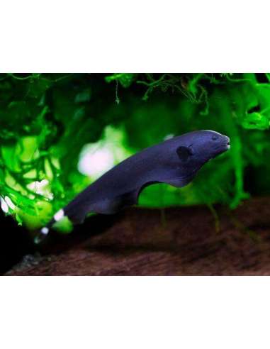 Itui (Apteronotus Albifrons )