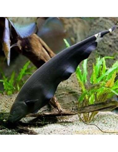 Itui (Apteronotus Albifrons )